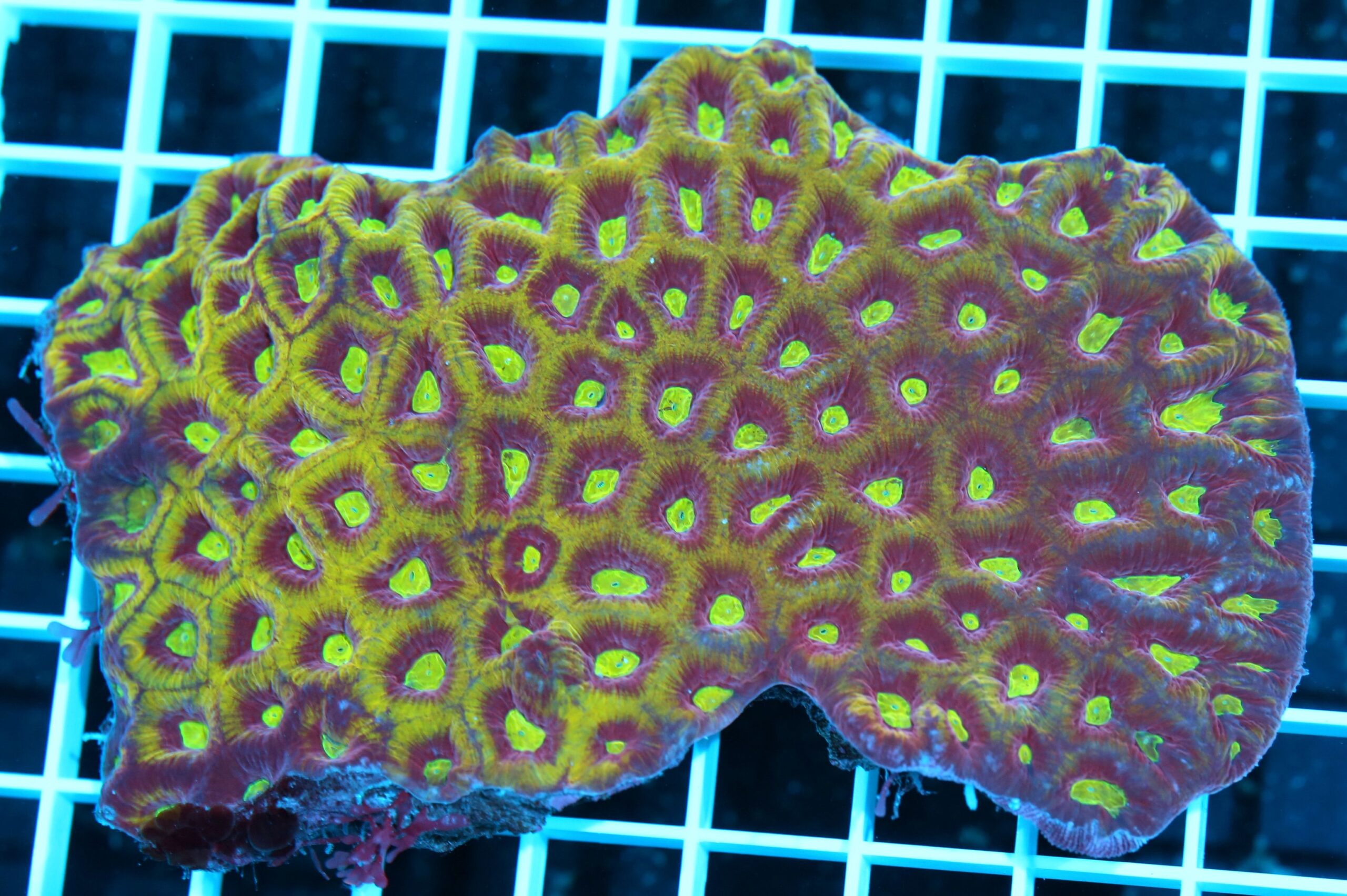 Favia Ultra AUS (3) - Picasso Now